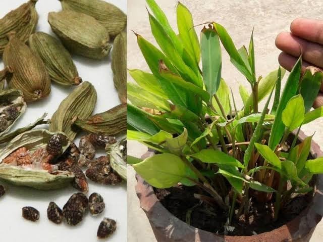 Green Cardamom/Elaichi Nature Care Badi Elaichi (Cardamom) Live Plant ...