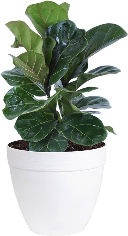 Ficus lyrata,the fiddle-leaf fig, banjo fig, fiddle-leaved fig tree ...