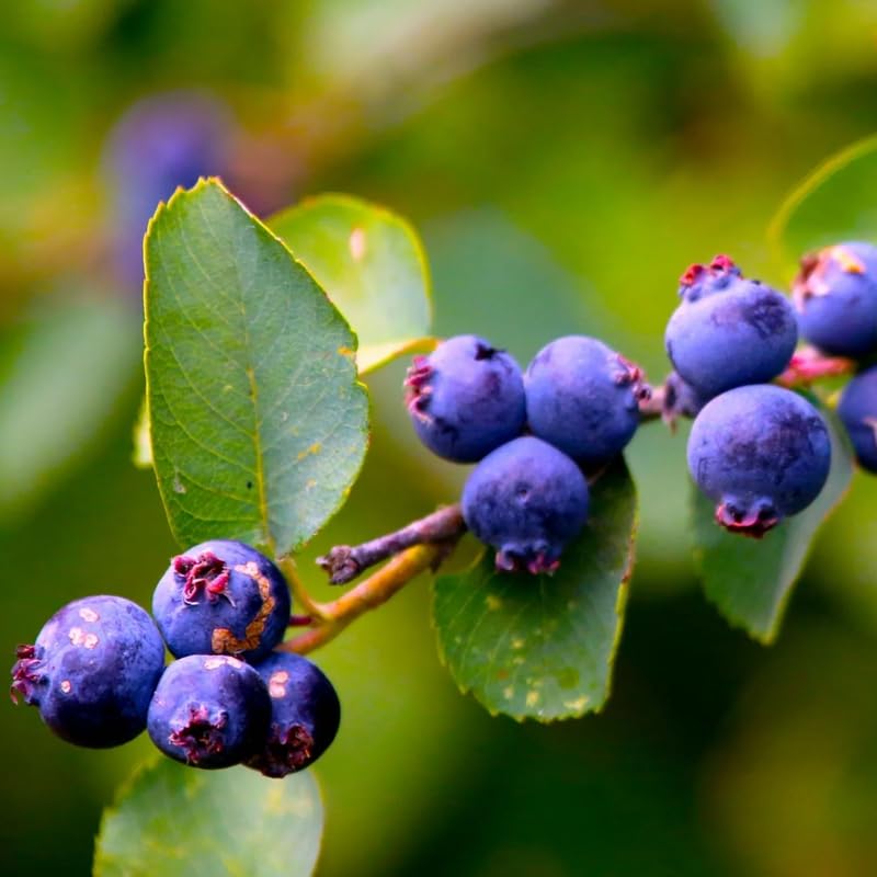 Amazon.com : Serviceberry Plant Live for Planting, Serviceberry Bush ...