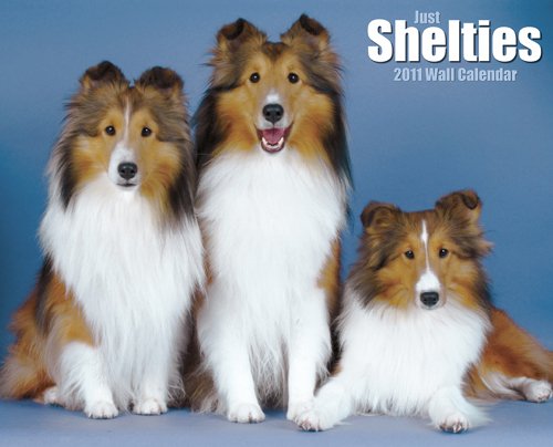 Buy Just Shelties 2011 Wall Calendar Book Online at Low Prices in India ...