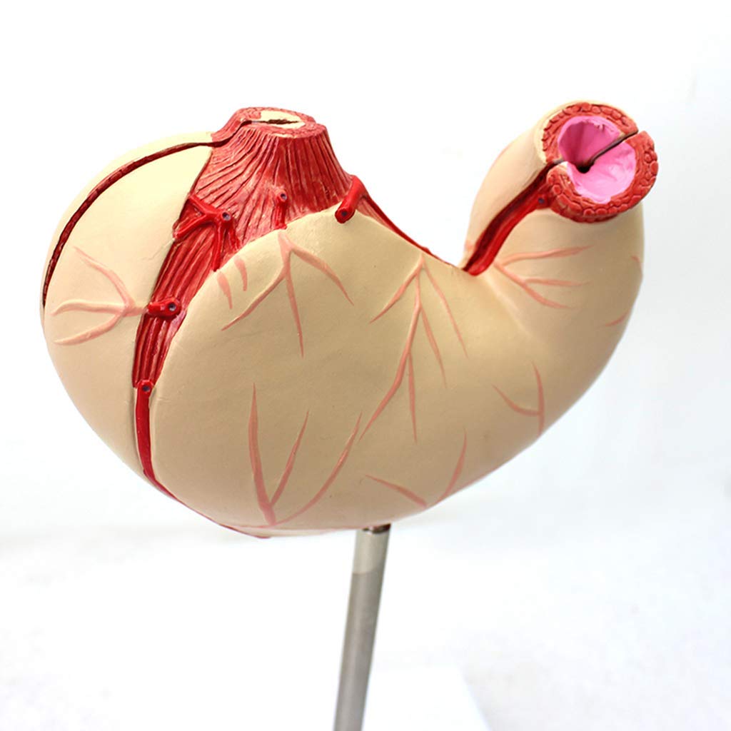 Anatomical Stomach Model Life Size Human Digestive System Organ Stomach ...