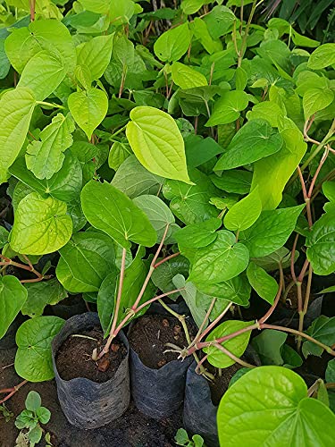 ROOTRICH Maghai Paan, Betel Leaf Plants (Pack of 1) - Live Plants ...