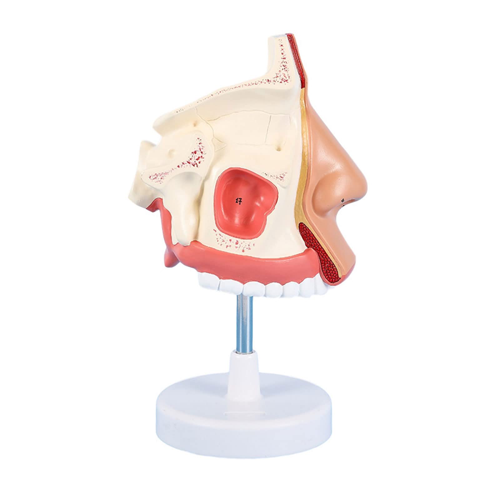 Buy Life Size Human Nose Anatomy Model Sense Organ Nasal Cavity ...