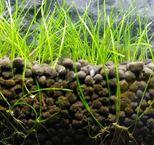 Eleocharis Parvula Mini