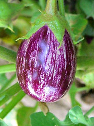 Golden Hills Farm Brinjal Variety-CVK (Covai Vari Kathiri) 500 seeds ...