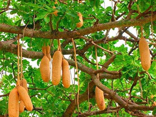 balam kheera | Infinite Green Balam Kheera Tree | Kigelia Africana ...