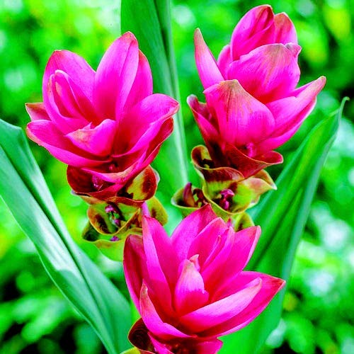 Navya germination Curcuma Bicolor Wonder Best Pack of 10 Ginger Tuber ...