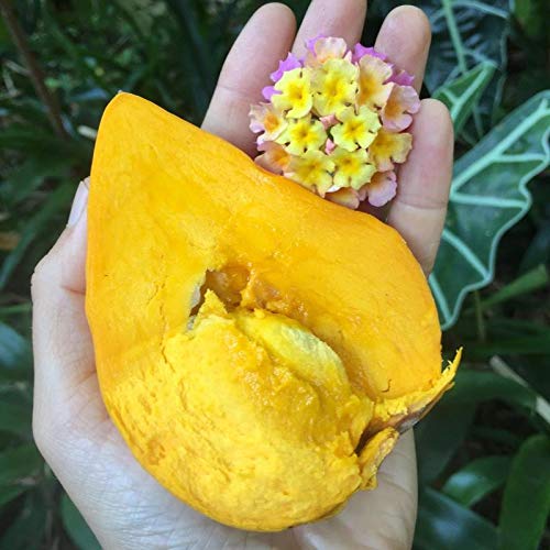 ARLO Rare Dwarf Fruit Live Plant " EGG FRUIT " Muttapazham Plant (1 ...