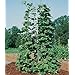 Amazon.com : Pole Bean And Pea Tower : Vegetable Plants : Patio, Lawn ...