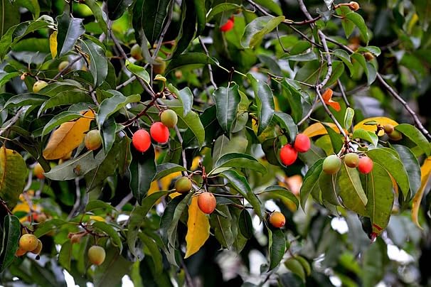 Golden Bloom Bakul Flower Plant Mimusops Maulsari Elanji Spanish Cherry ...