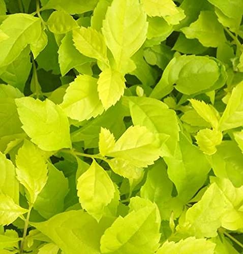 Duranta erecta Golden edge - How to grow & care
