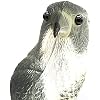 Amazon.com : YOFIT Bird Scarecrow Fake Horned Hawk Decoy,Bird Repellent ...