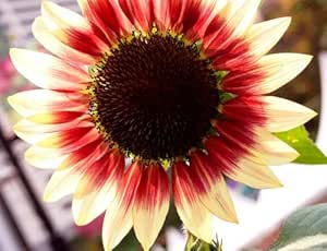Amazon.com: Heirloom 60 Seeds Skyscraper Helianthus Brown Center ...