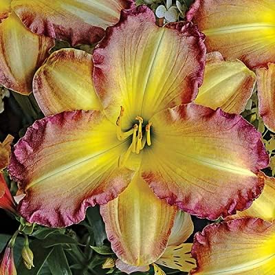 Amazon.com : 5PCS Daylily Bulbs Perennial Planting Delightful Can Grow ...