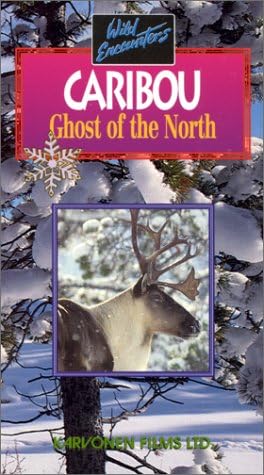 Amazon.com: Caribou: Ghost of The North - Wild Encounters [VHS ...
