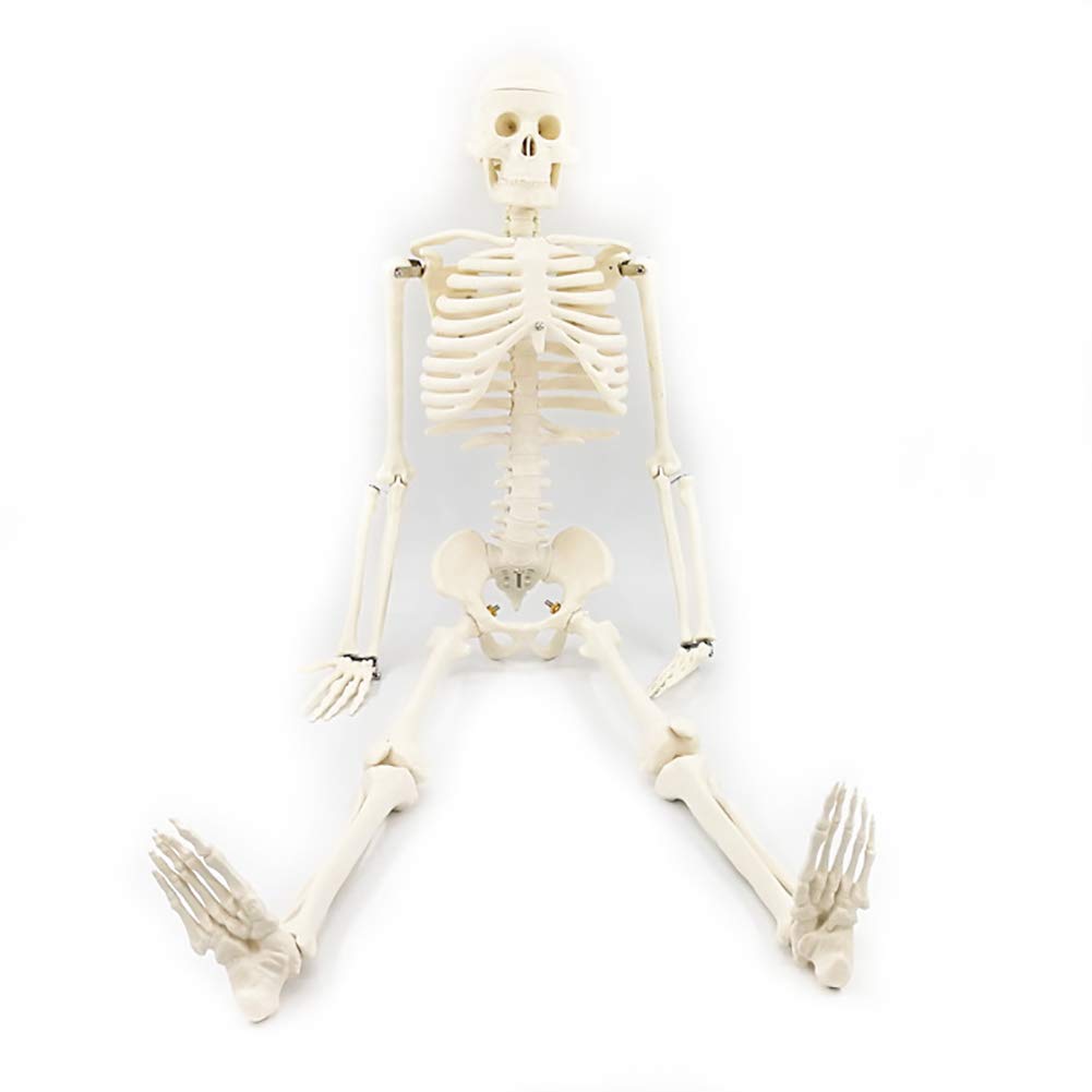 Human Skeleton Model, Anatomical Skeleton, Life Size Flexible Skeleton ...