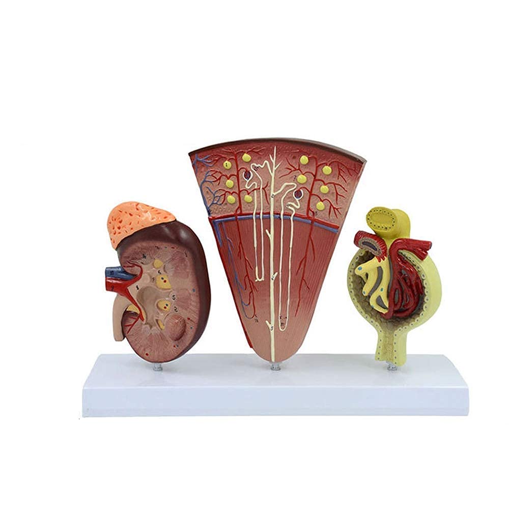 Jujne Medical Science Teaching Resources For Anatomical Models Nephron ...