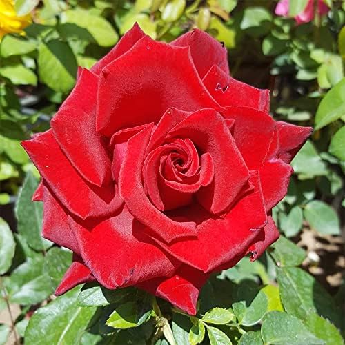 Amazon.com : 10 Red Climbing Rose Seeds Flower Bush Perennial Shrub ...