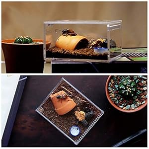 2 Pack Acrylic Reptile Terrarium Insect Tarantula Enclosure Tank Snail ...