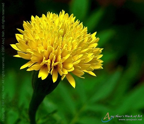 Jamandi Flower 219 Yellow Jamanthi Flower Images, Stock Photos, 3D
