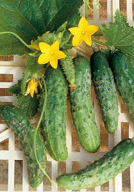 Amazon.com: Salerno Seeds Kirby Cetriolino Piccolo Cucumber 4 Grams ...
