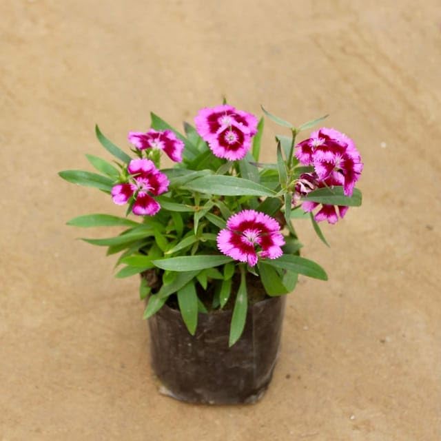 Mphmi Live Plants Dianthus (colour) in 4 Inch Flower Live Nursery Plant ...