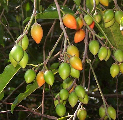 Plant House Live Live"Moulsari""Maulsari""Bakul" Medicinal Plant With ...