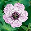 Geranium Ballerina - Hardy Perennial Flowering Compact Garden Plant for ...