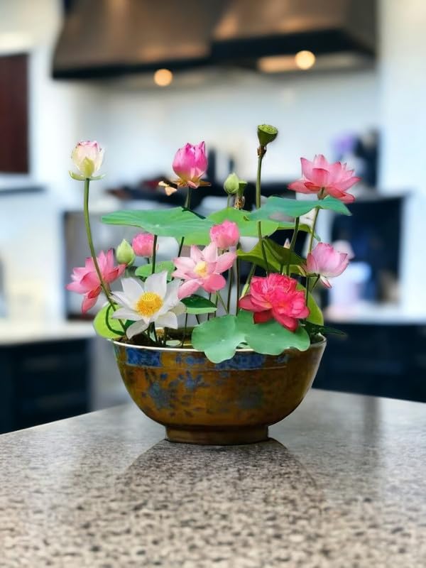 Mini lotus seeds for home |Dwarf Lotus Flower Hybrid Variety (Pack of ...