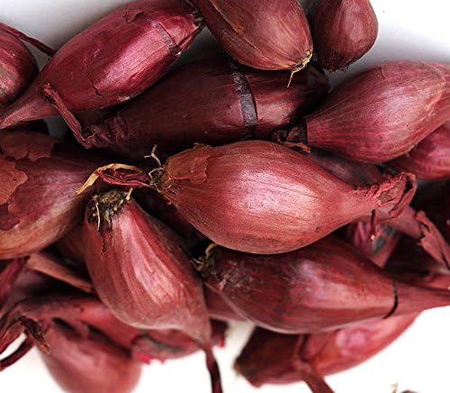 Amazon.com : (10) Sweet Red Onion Sets for Growing Your Own Onions for ...