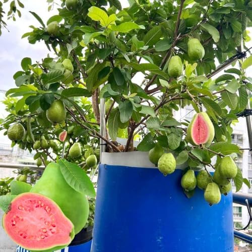 Amazon.com : Pink Guava Tree Live Plant, 8 to 15 Inc Tall Guava Tree ...