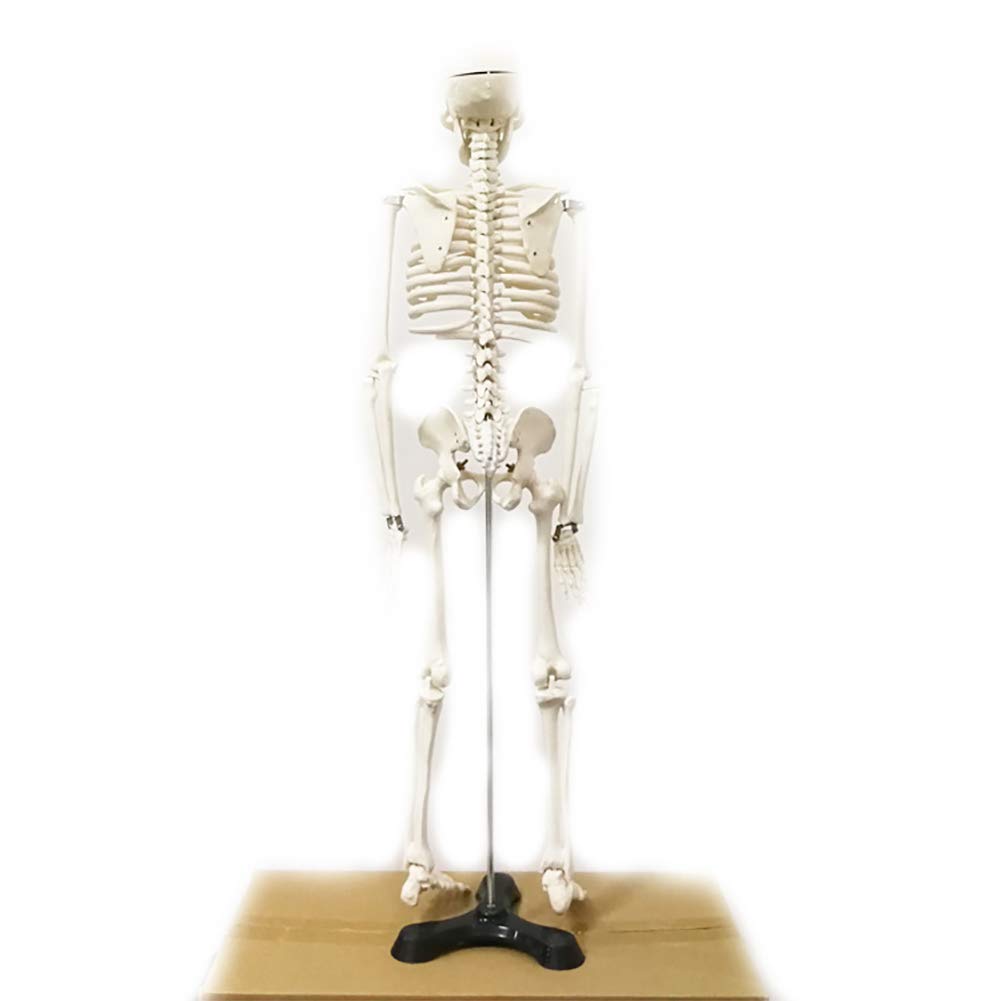 Human Skeleton Model, Anatomical Skeleton, Life Size Flexible Skeleton ...