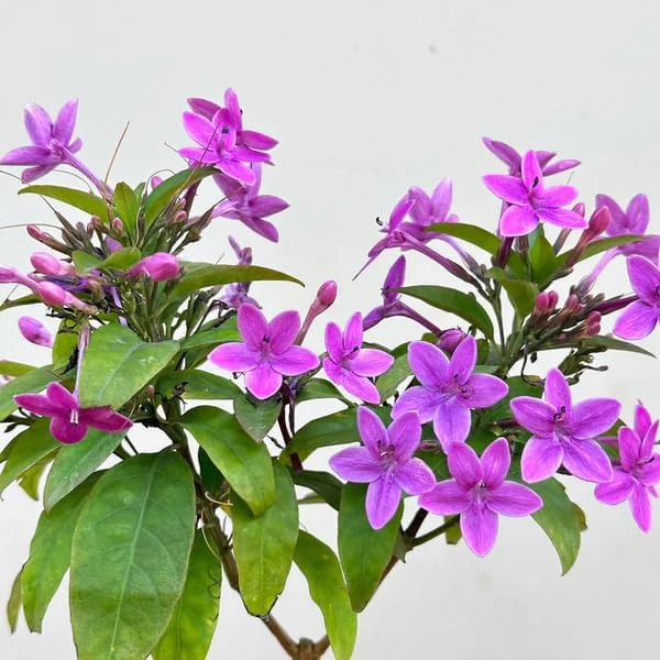 PURPLE TAGAR/CRAPE JASMINE FLOWER LIVE PLANT-P2|Outdoor & Indoor Plant ...