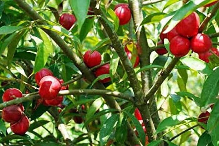 Creative Farmer Exotic Fruit Plant For Home Garden - Mahkota Dewa Year ...