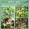 Amazon.com : LIUQIBA Plastic Plant Clip to Fixing Plants, Plant Support ...