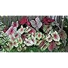 Amazon.com : Caladium Bulbs, Fancy Mix, Pack of 10 (Ten), Easy to Grow ...