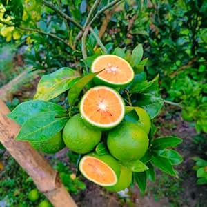 Veliyath Garden Sweet Bari Malta Fruit Plant (Citrus sinensis L ...