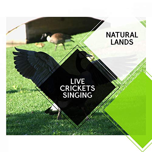 Live Crickets Singing - Natural Lands : Eugene Robert: Amazon.fr ...