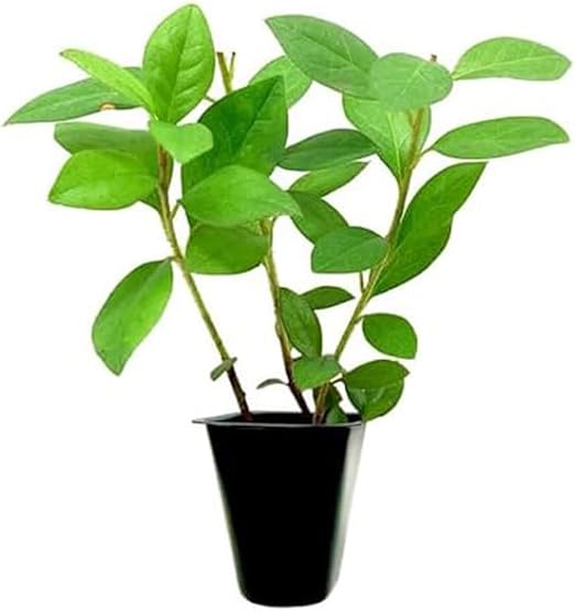 Amazon.com : Red Formosa Azalea | 20 Live Plants | Rhododendron Formosa ...