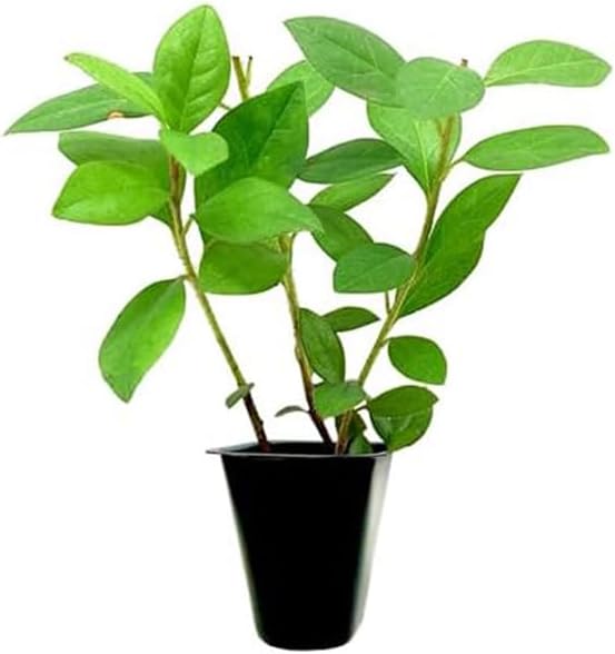 Amazon.com : Red Formosa Azalea | 20 Live Plants | Rhododendron Formosa ...