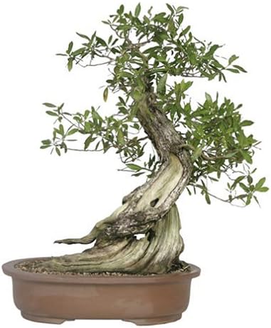 Amazon.com: Brussel's Buttonwood Specimen Tree : Grocery & Gourmet Food
