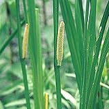 ・ブランド:国華園・製造元:国華園・製造元/メーカー部品番号:7570114・栽培用の苗商品です。掲載の画像は生長した状態や収穫物の写真です。 また栽培条件や気象条件などにより結果が異なることがあります。・販売・発送元が【株式会社　国華園】...