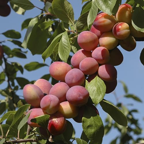 You Garden - 'Czar' Plum Patio Fruit Tree in a 5L Pot 90-110cm Tall ...