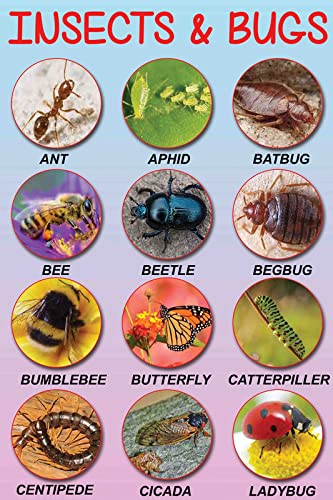 Buy Educational Poster|Insects and Bugs Name Poster for Children|Kids ...