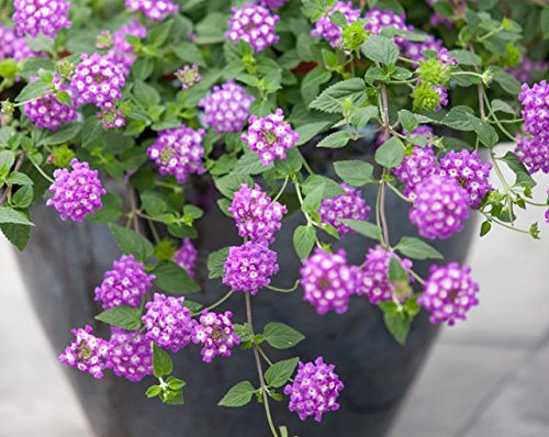 Creative Farmer Flower Seeds Dwarf Venturosa Lantana Flower Seeds For ...