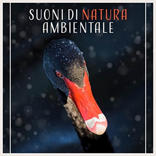 Play Suoni di natura ambientale - Musica di sottofondo per il relax e ...