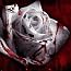 Amazon.com : 120PCS Seed Rarest White Blood Rose Plant Flower Seeds ...