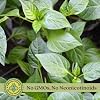 Amazon.com : Clovers Garden Jalapeno Megatron Pepper Plants– Two (2 ...