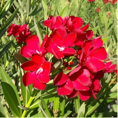 Oxiflora Rare Oleander Flower Plant Kaneer, Dwarf Red Arali,Nerium ...