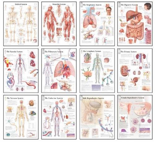 Body Systems Chart Set: 9781932922943: Medicine & Health Science Books ...